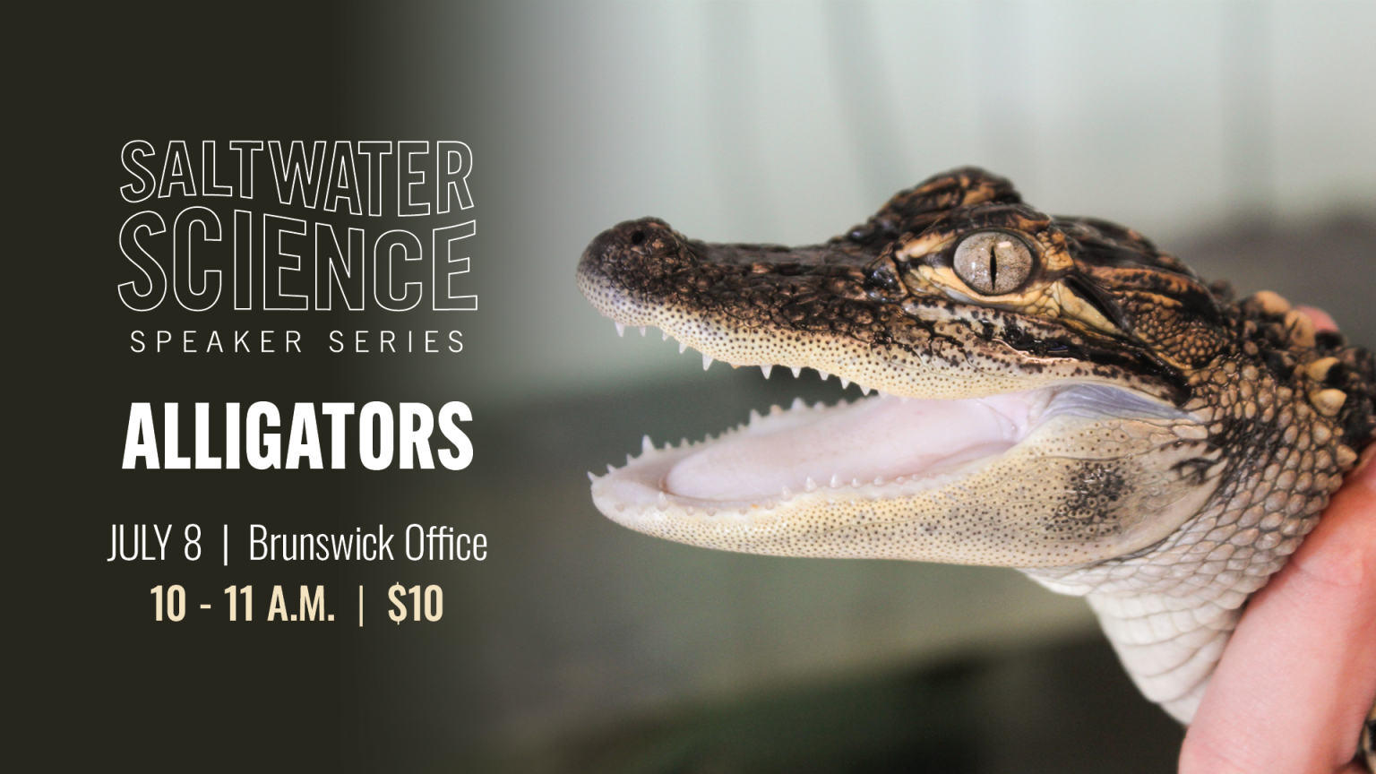Saltwater Science Series: Alligators - Discover Brunswick