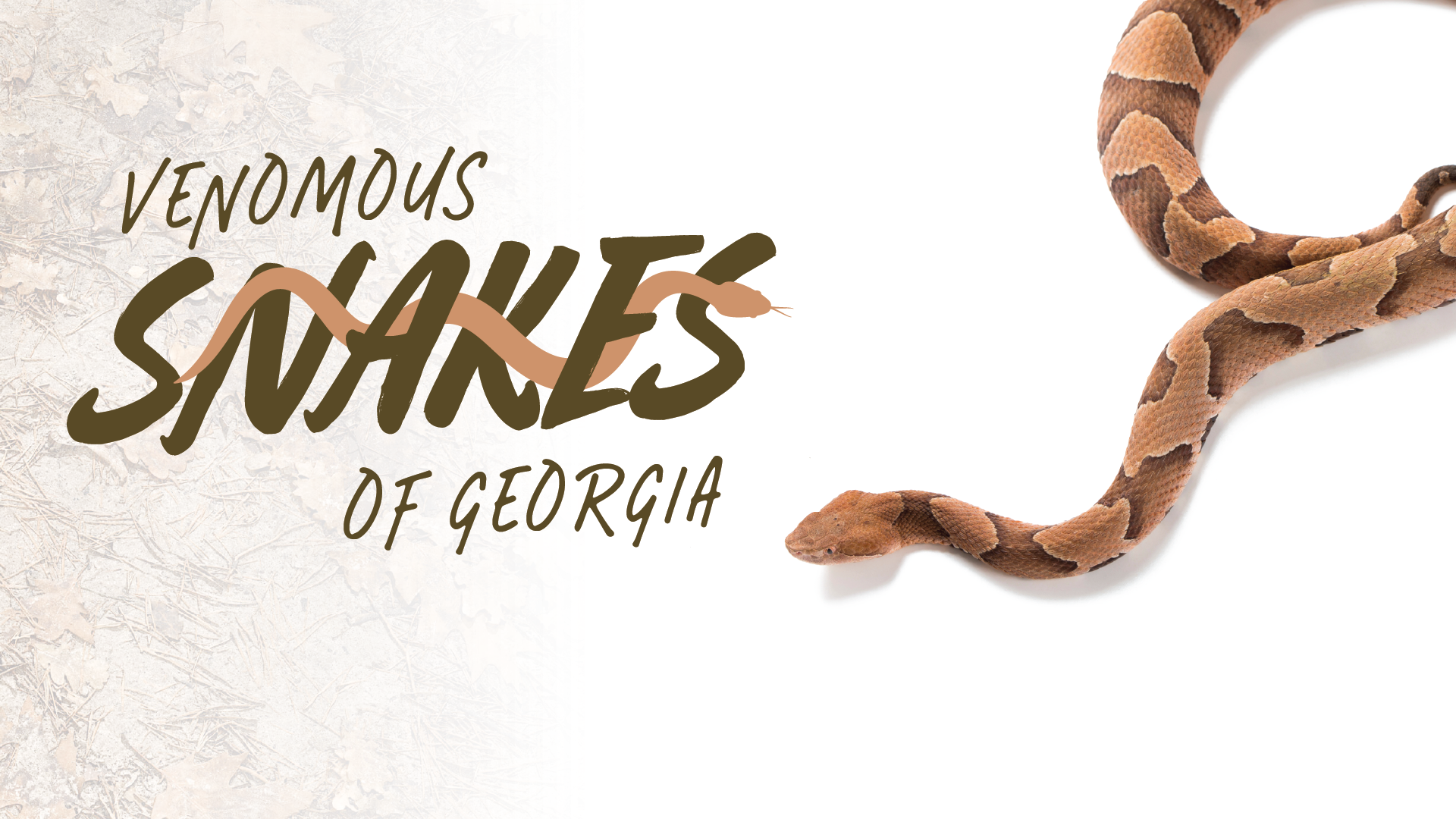 Venomous Snakes of Georgia - Discover Brunswick